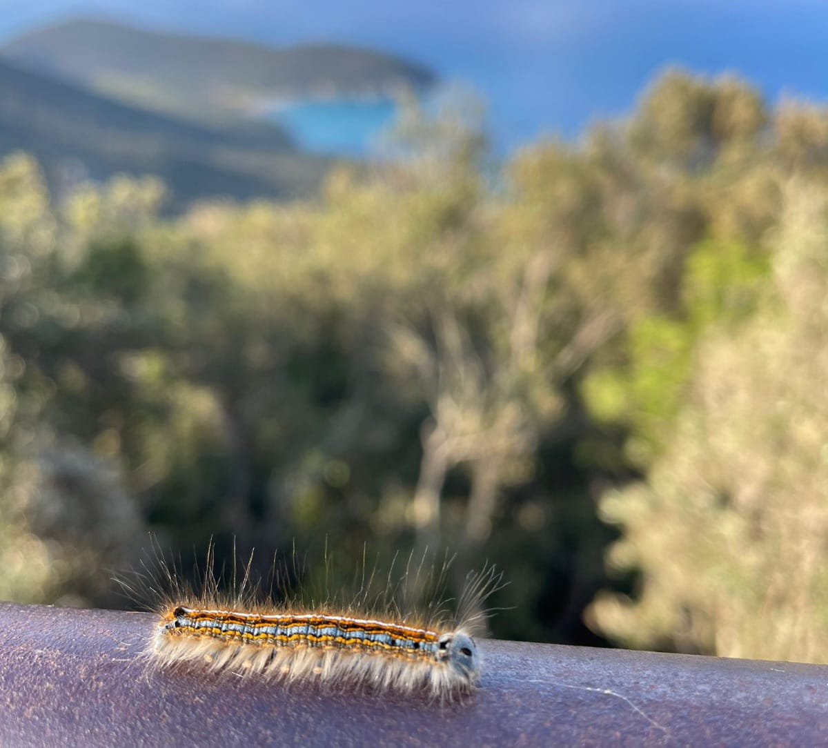 Insetti sospetti nel Parco della Maremma: non sono processionarie, ma ...